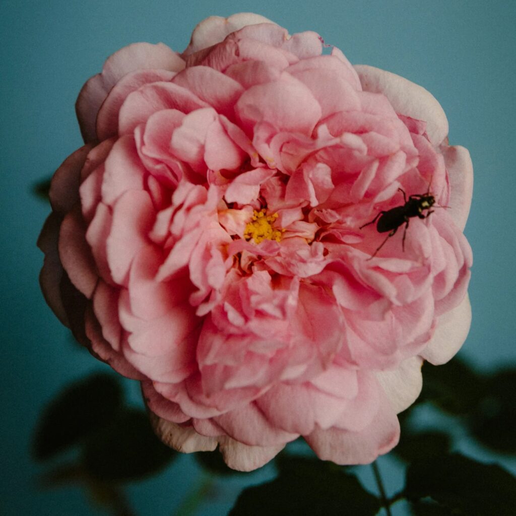 Perfumer H Rose With Insect EDP 50ml – Godshot studio